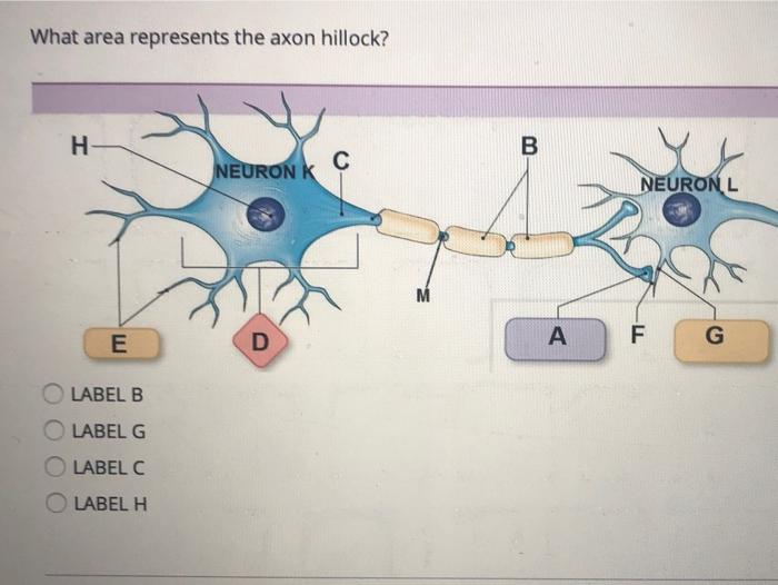 Solved What area represents the axon hillock? Н. B NEURON K | Chegg.com