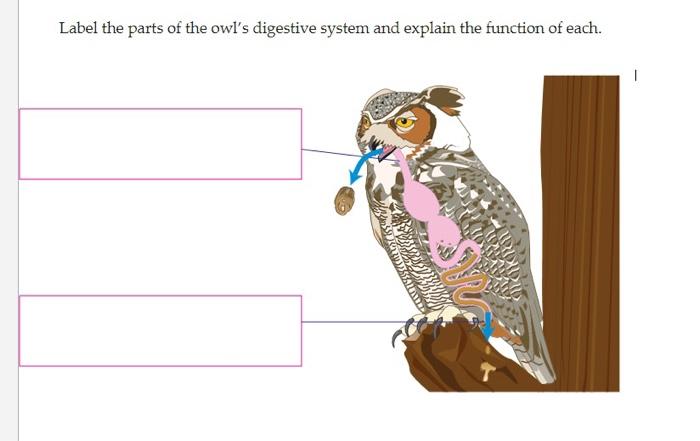 Solved Label the parts of the owl's digestive system and | Chegg.com