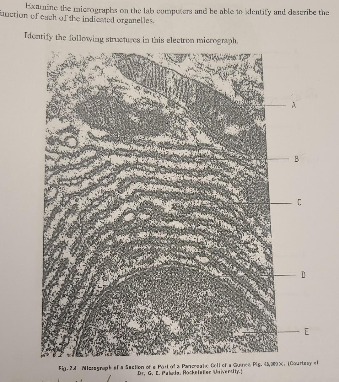 Solved Examine the micrographs on the lab computers and be | Chegg.com