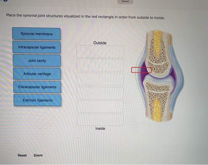 Solved Saved Place the synovial joint structures visualized | Chegg.com