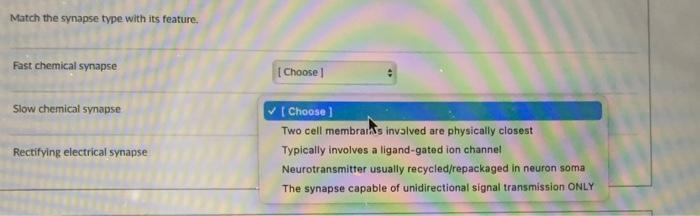 Solved Question 13 Match the synapse type with its feature. | Chegg.com