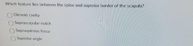 Solved Which feature lies between the spine and superior | Chegg.com