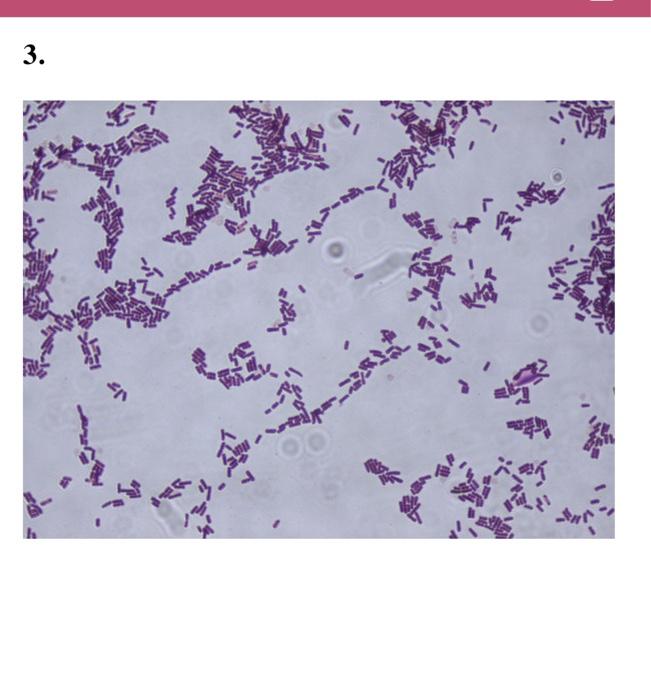 Solved A. Look at each of the following pictures (1−3) of | Chegg.com