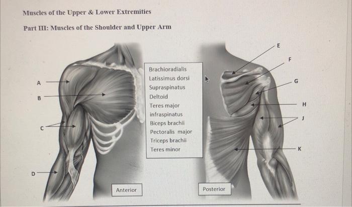Solved Muscles of the Upper \& Lower Extremities Part III: | Chegg.com