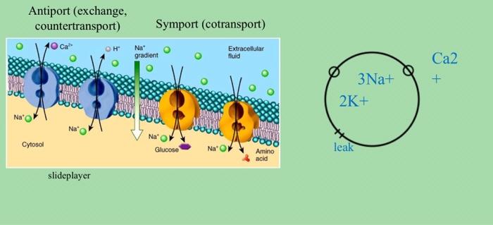 Solved Antiport (exchange, countertransport) Symport | Chegg.com