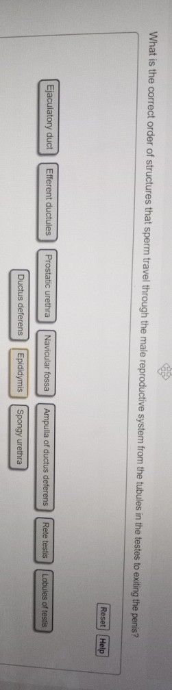 Solved What is the correct order of structures that sperm | Chegg.com