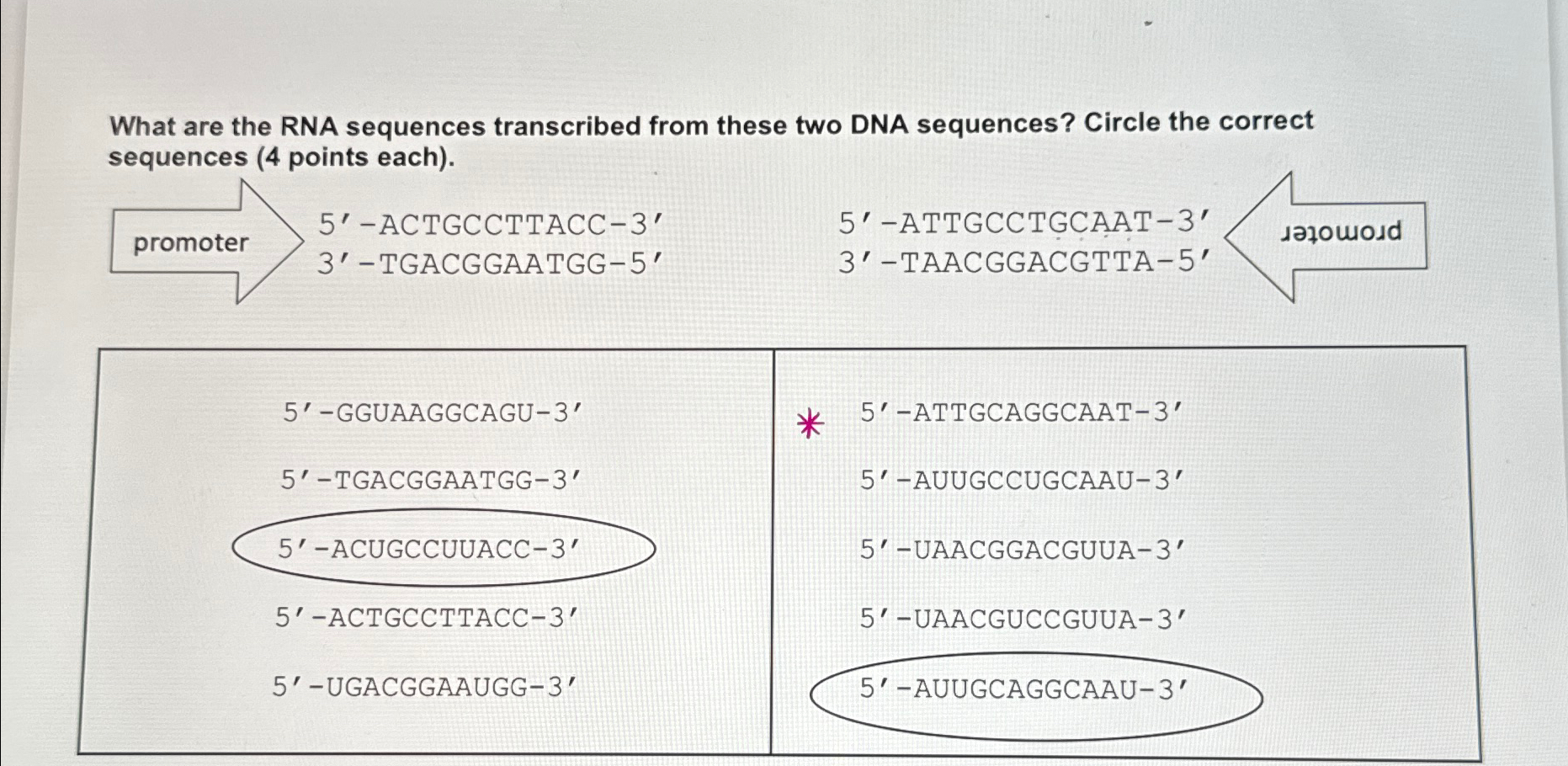 Solved What are the RNA sequences transcribed from these two | Chegg.com
