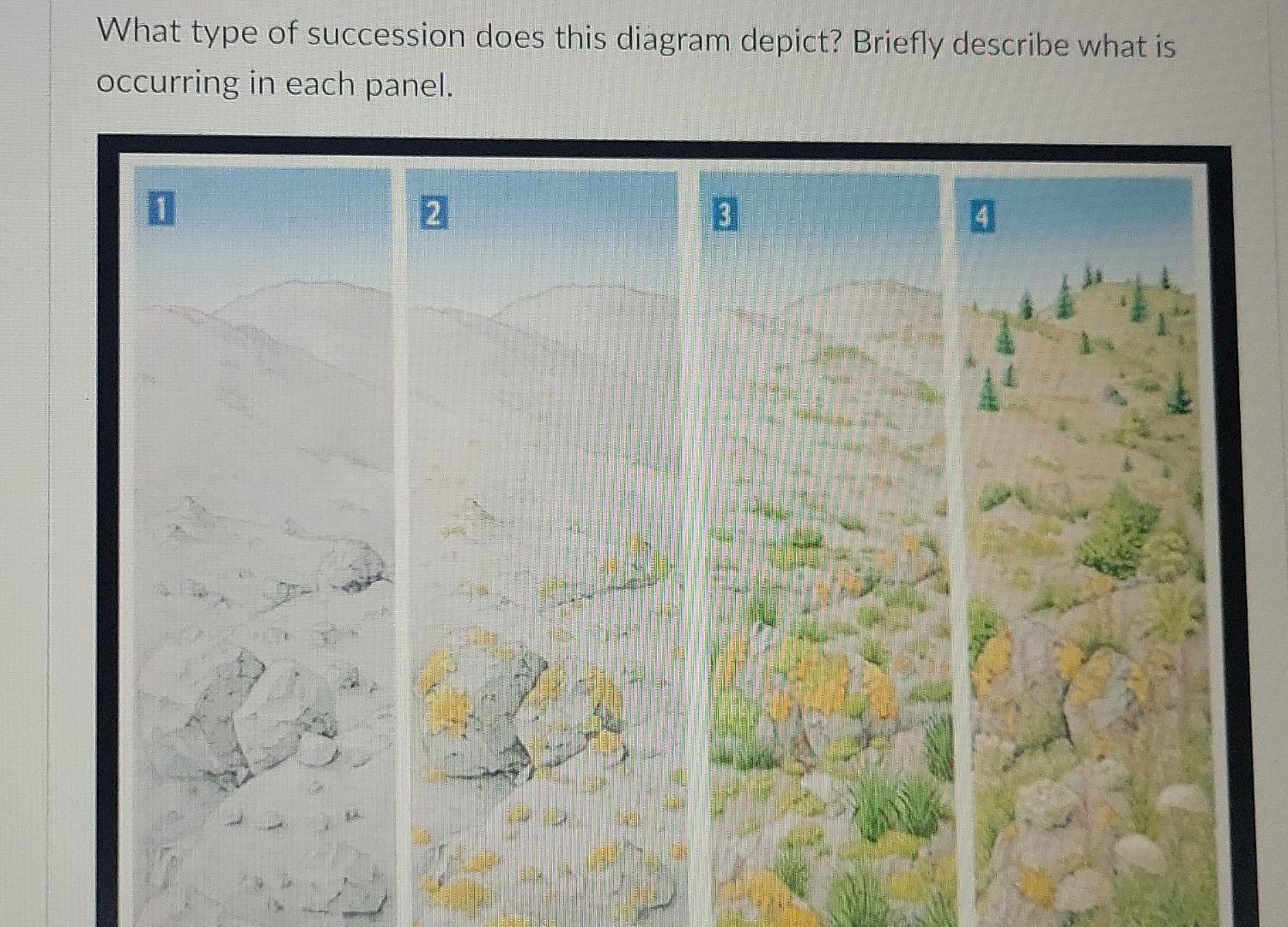 Solved What type of succession does this diagram depict? | Chegg.com