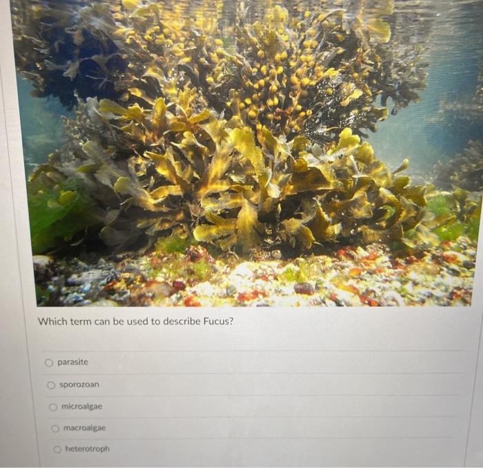 Solved Fucus is a genus of brown algae in the clade | Chegg.com