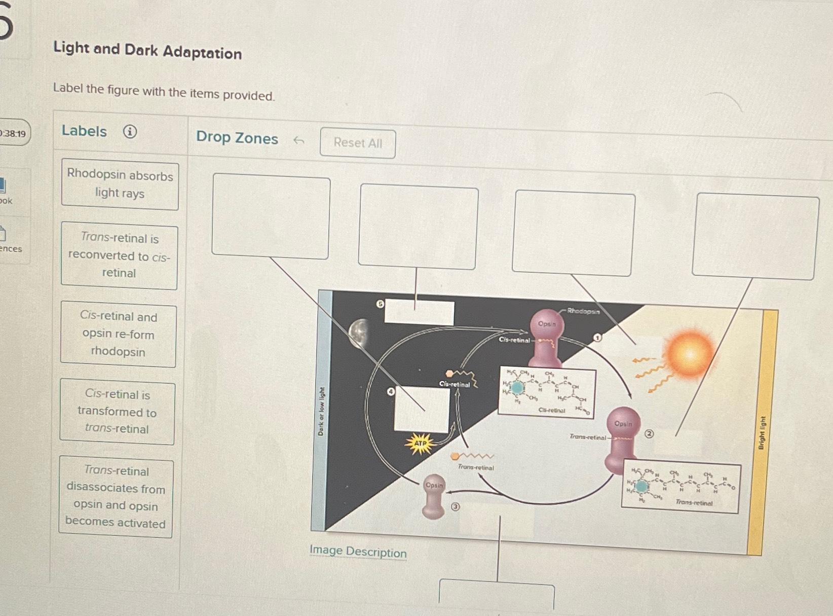 Solved Light and Dark AdaptationLabel the figure with the | Chegg.com