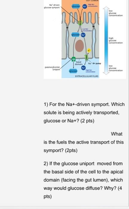 Solved 1) For the Na+-driven symport. Which solute is being | Chegg.com