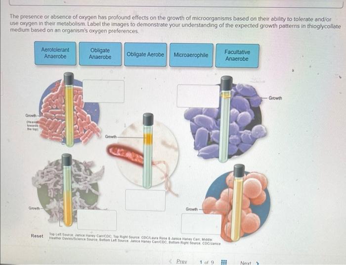 Solved The presence or absence of oxygen has profound | Chegg.com