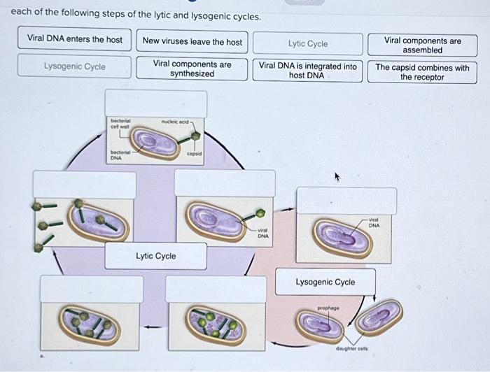 each of the following steps of the lytic and | Chegg.com