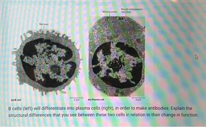 Solved B cells (left) will differentiate into plasma cells | Chegg.com