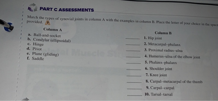 Solved PART C ASSESSMENTS Match the types of synovial joints | Chegg.com