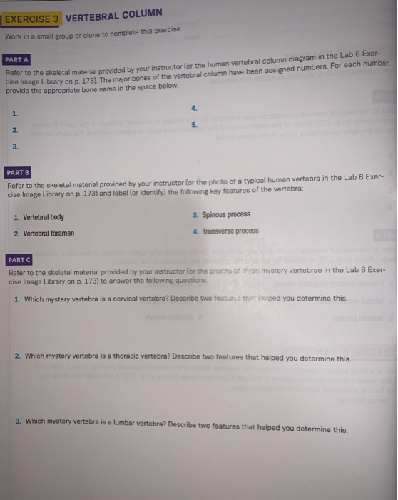 Solved EXERCISE 3 VERTEBRAL COLUMN Work in a small group or | Chegg.com
