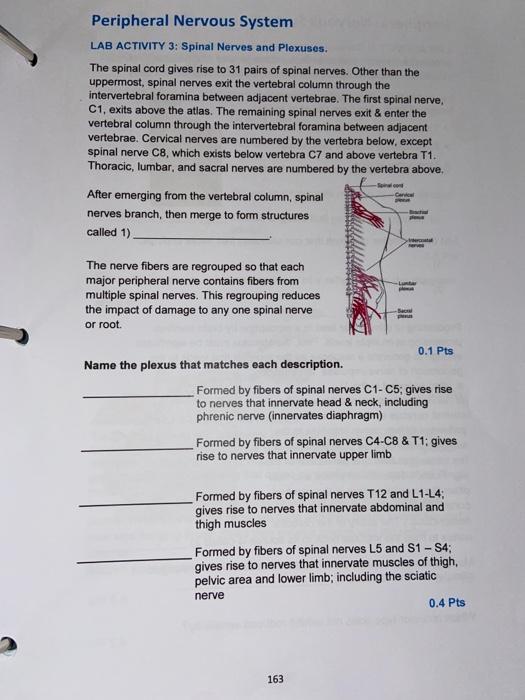 Solved Peripheral Nervous System LAB ACTIVITY 1: Anatomy of | Chegg.com