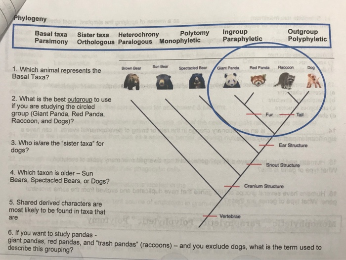 Solved Phylogeny elom Basal taxa Sister taxa Heterochrony | Chegg.com