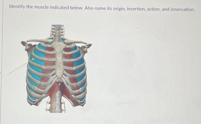 Solved Identify the muscle indicated below. Also name its | Chegg.com