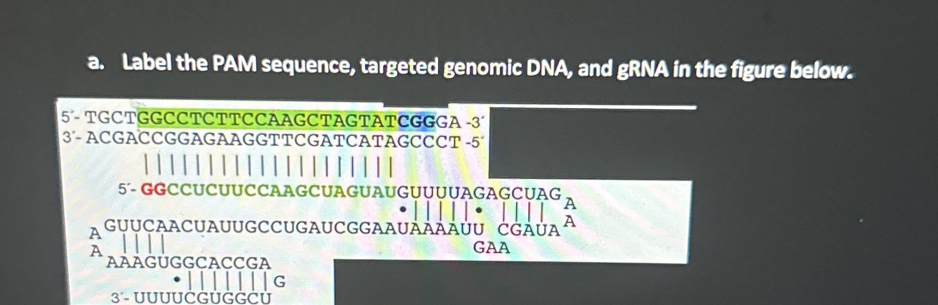 Solved a. ﻿Label the PAM sequence, targeted genomic DNA, and | Chegg.com
