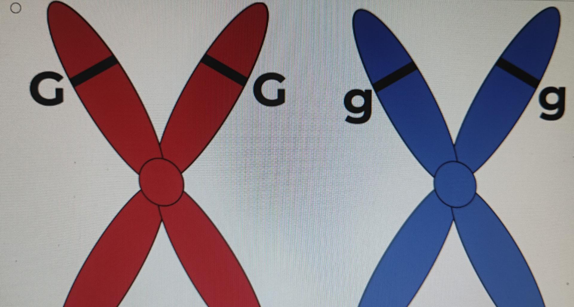 Solved A person has genotype Gg on some locus on chromosome | Chegg.com