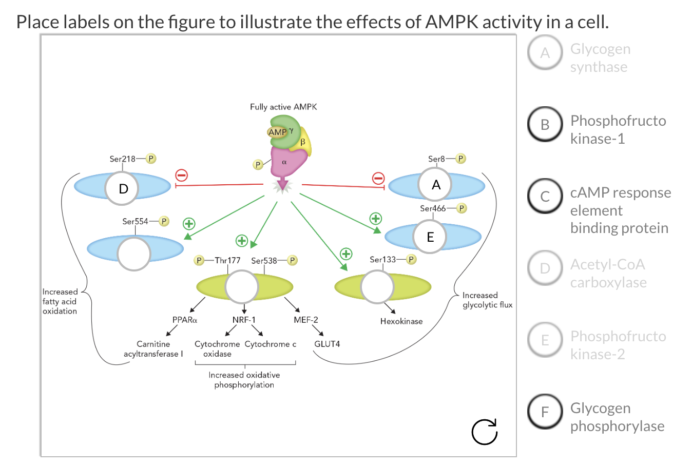 Solved Place labels on the figure to illustrate the effects | Chegg.com
