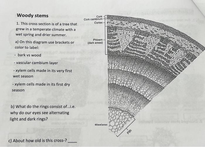 Solved Woody stems 1. This cross section is of a tree that | Chegg.com