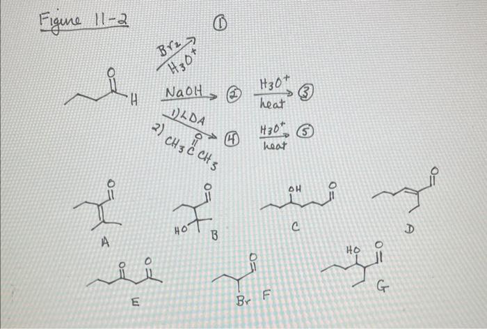 Solved See Figure 11-2. Match the reaction product to its | Chegg.com