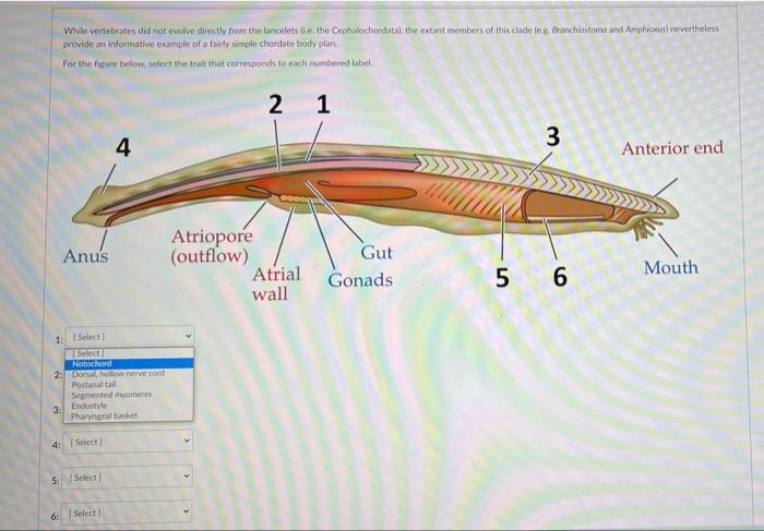 Solved While Vertebrates did not evolve directly from the | Chegg.com