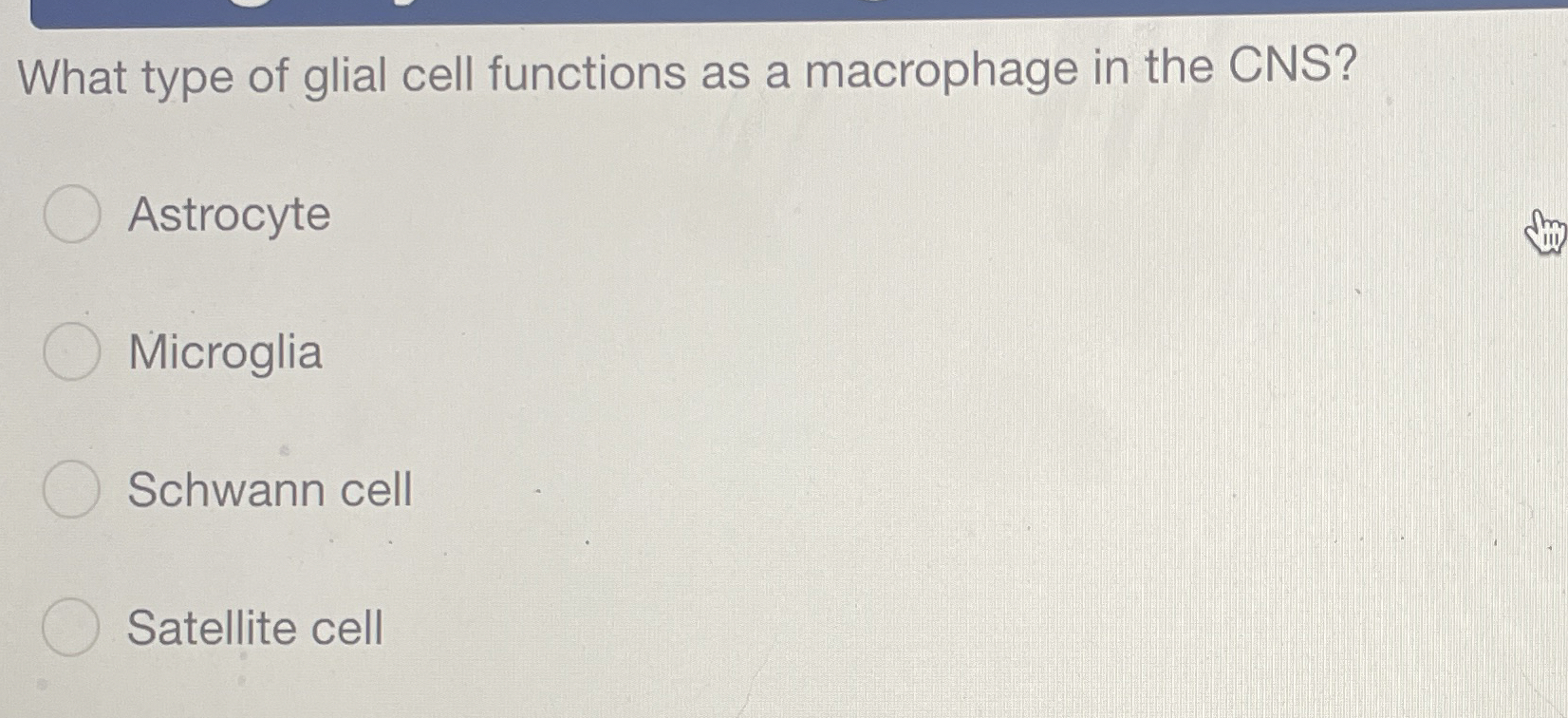 Solved What type of glial cell functions as a macrophage in | Chegg.com