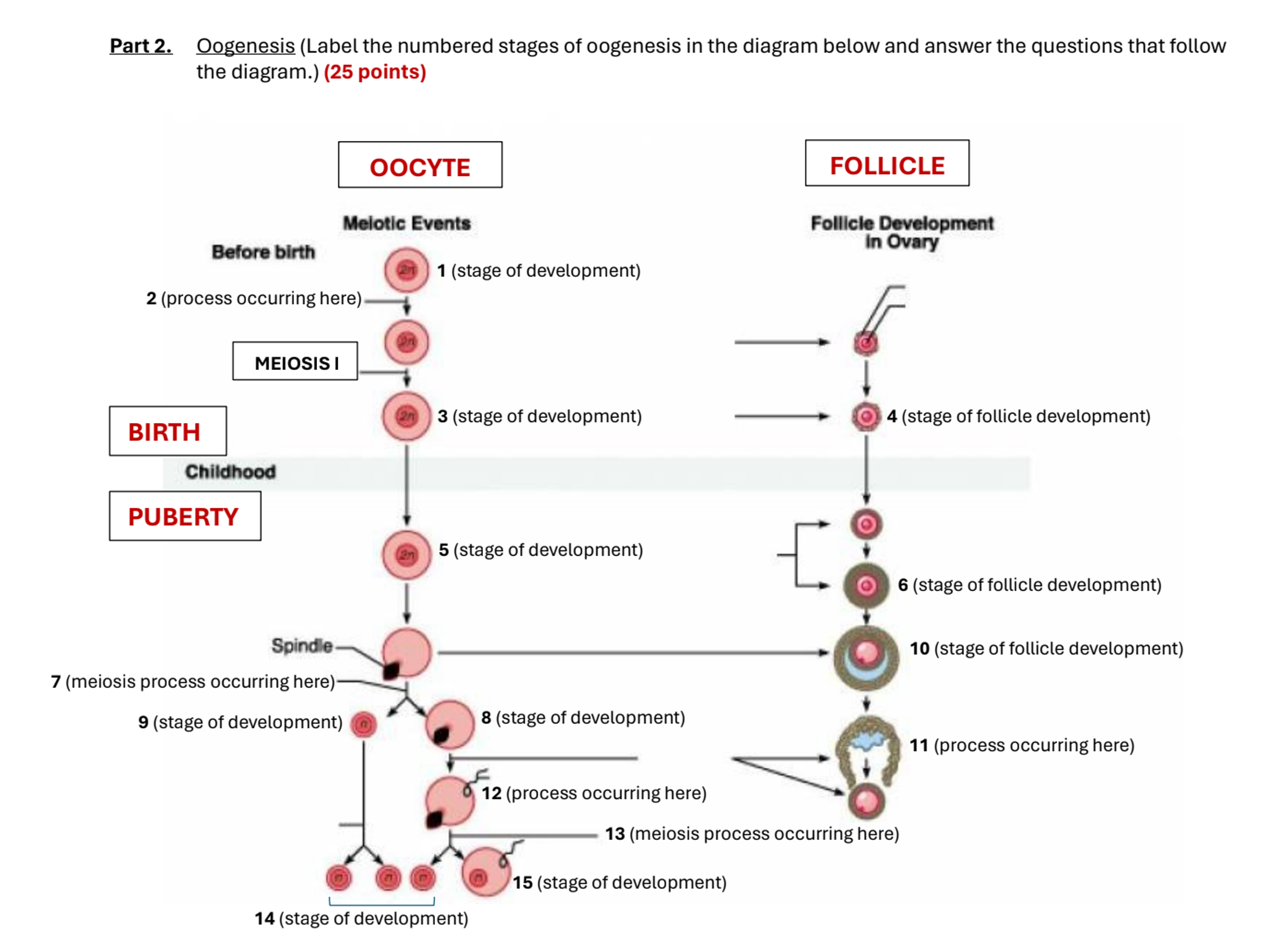 Solved Part 2. ﻿Oogenesis (Label the numbered stages of | Chegg.com