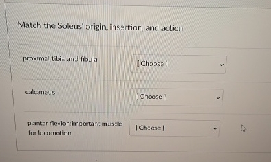 Solved Match the Soleus' origin, insertion, and | Chegg.com