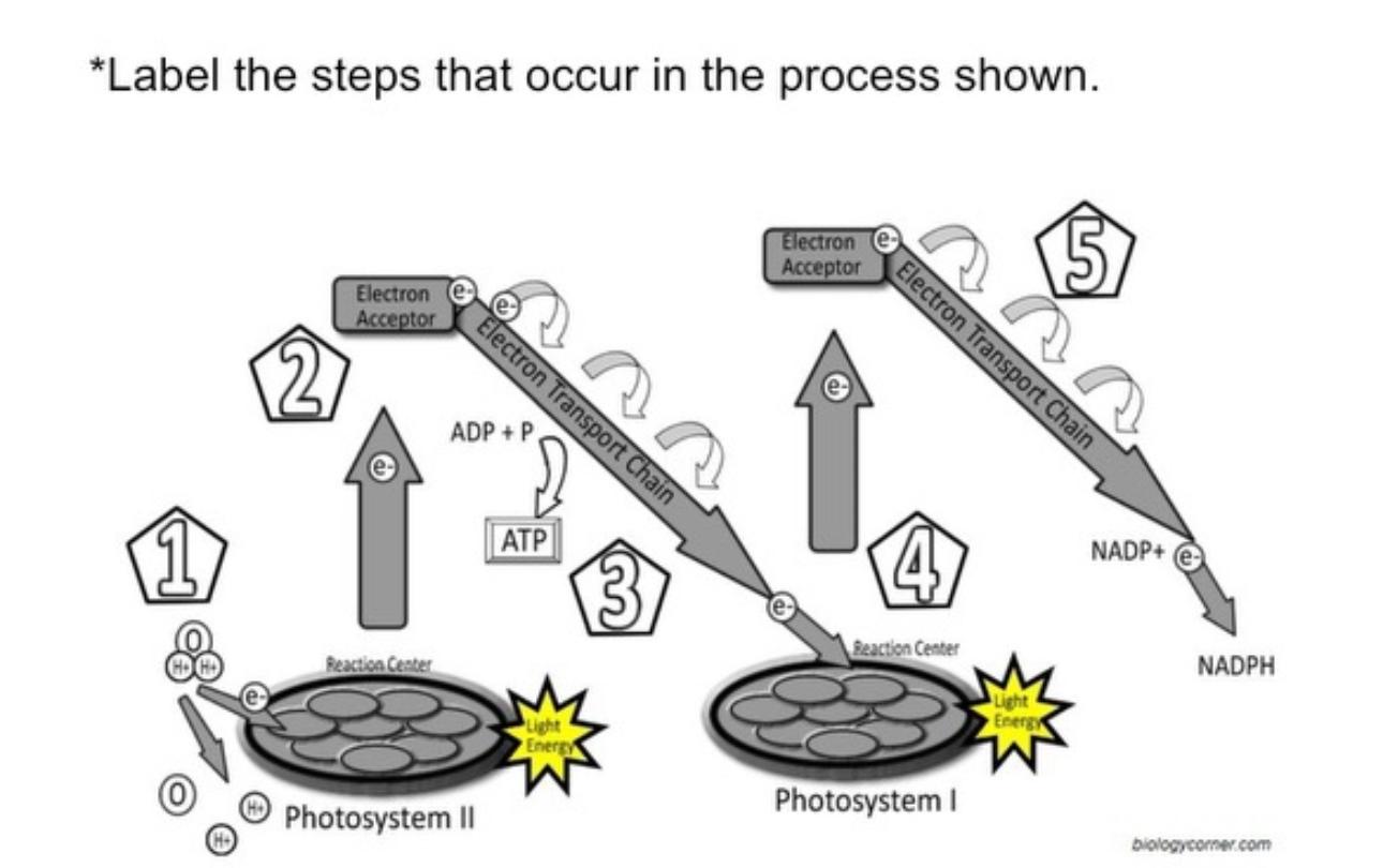 Solved *Label the steps that occur in the process shown. | Chegg.com