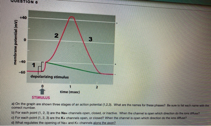 Solved QUESTION 6 +40 membrane potential (mV) -60 | Chegg.com