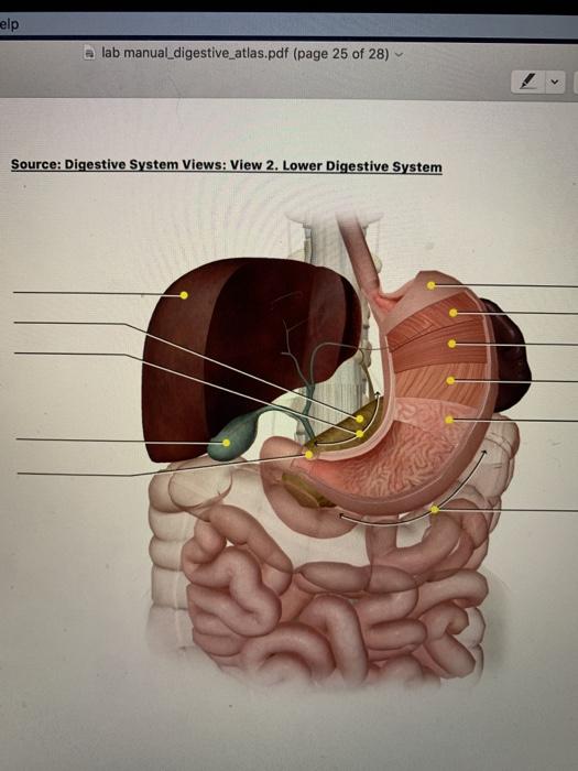 Solved How Help lab manual digestive atlas.pdf (page 26 of | Chegg.com