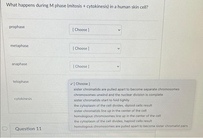 Solved What happens during M phase (mitosis + cytokinesis) | Chegg.com