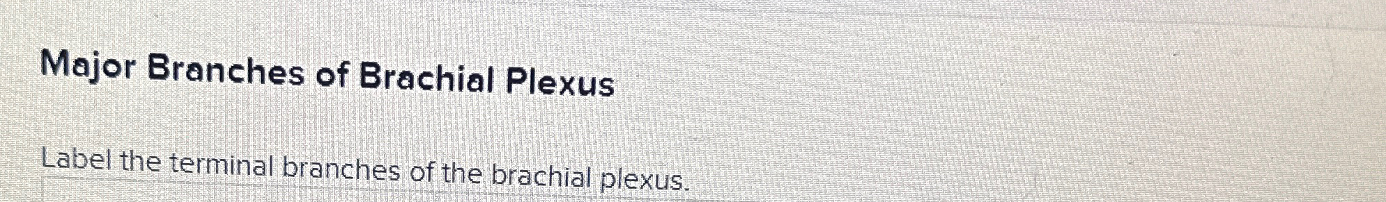 Solved Major Branches of Brachial PlexusLabel the terminal | Chegg.com