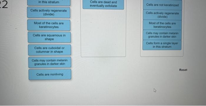 22 \begin{tabular}{l} Stratum Corneum Cells \\ Cells | Chegg.com