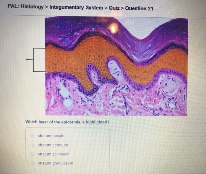 Solved PAL: Histology > Integumentary System > Qu> Question | Chegg.com