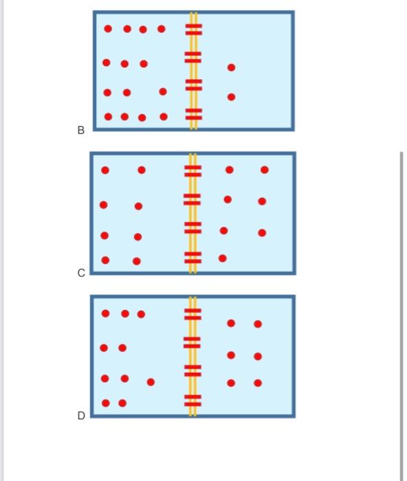 Solved The diagram below displays a concentration gradient | Chegg.com