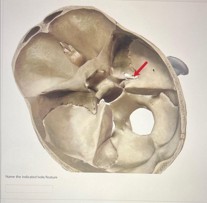 Solved Name the indicated feature Name the indicated | Chegg.com