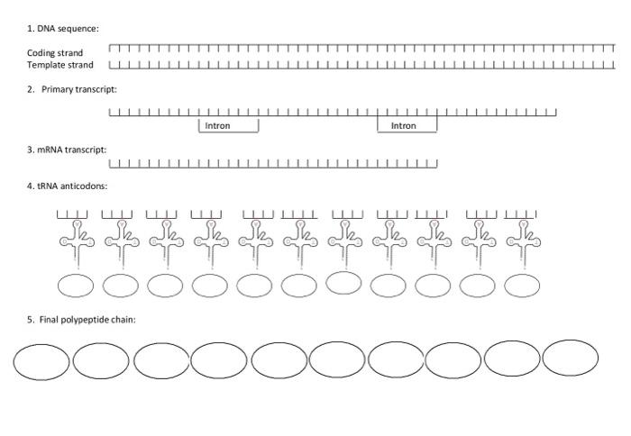 Solved Instructions Using The Assigned Sequence Of Dna