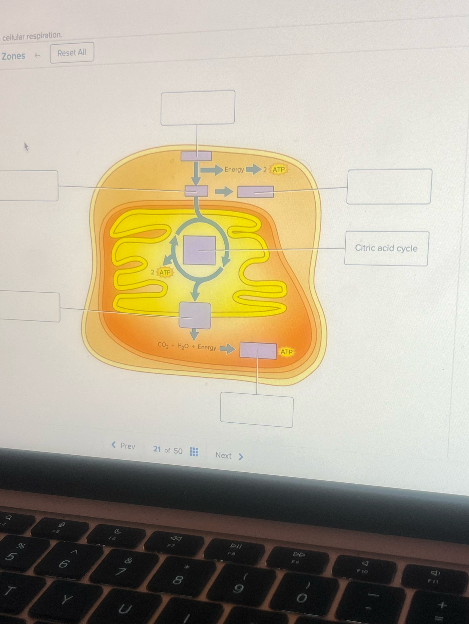 Solved cellular respiration.Zones q,Prev21 ﻿of 50 | Chegg.com