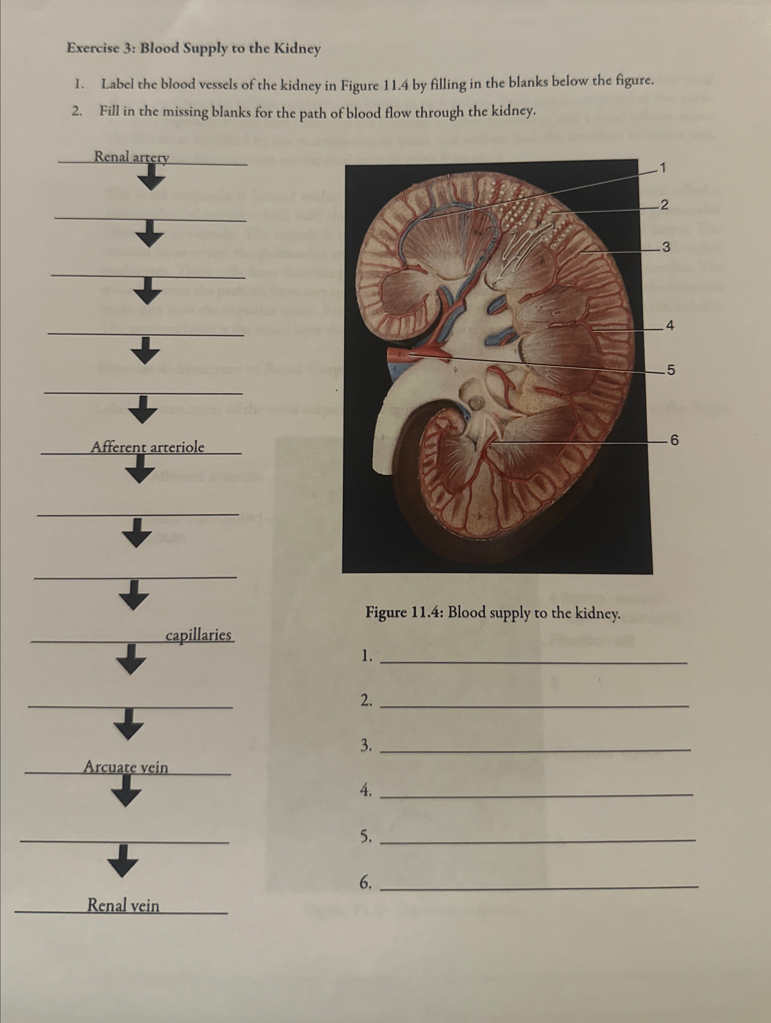 Solved Exercise 3: Blood Supply to the KidneyLabel the blood | Chegg.com