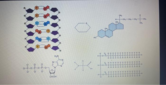 Solved identify biomolecules | Chegg.com
