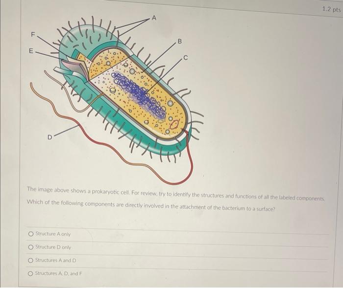 Solved Ine image above shows a prokaryotic cell. For review. | Chegg.com