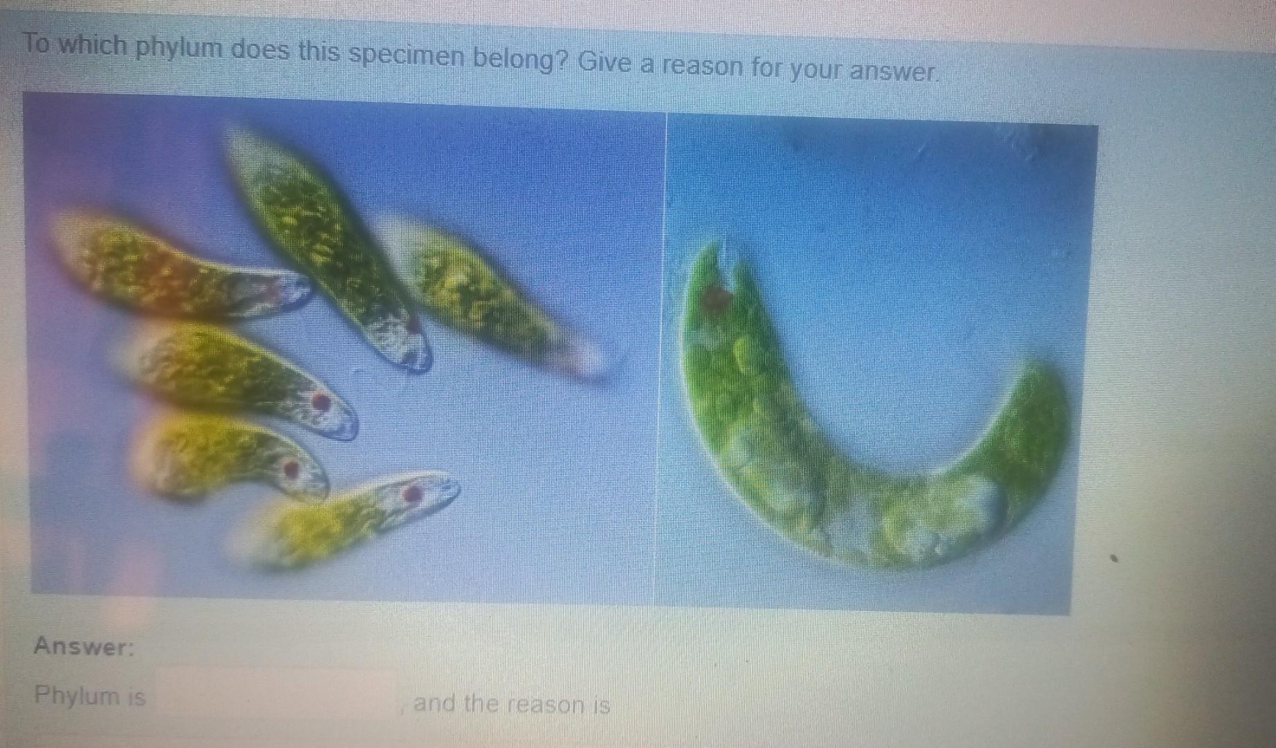 Solved To which phylum does this specimen belong? Give a | Chegg.com