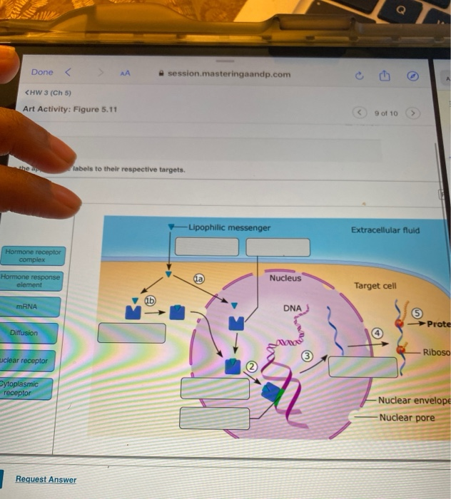 Solved Q Done > АА session.masteringaandp.com he labels to | Chegg.com