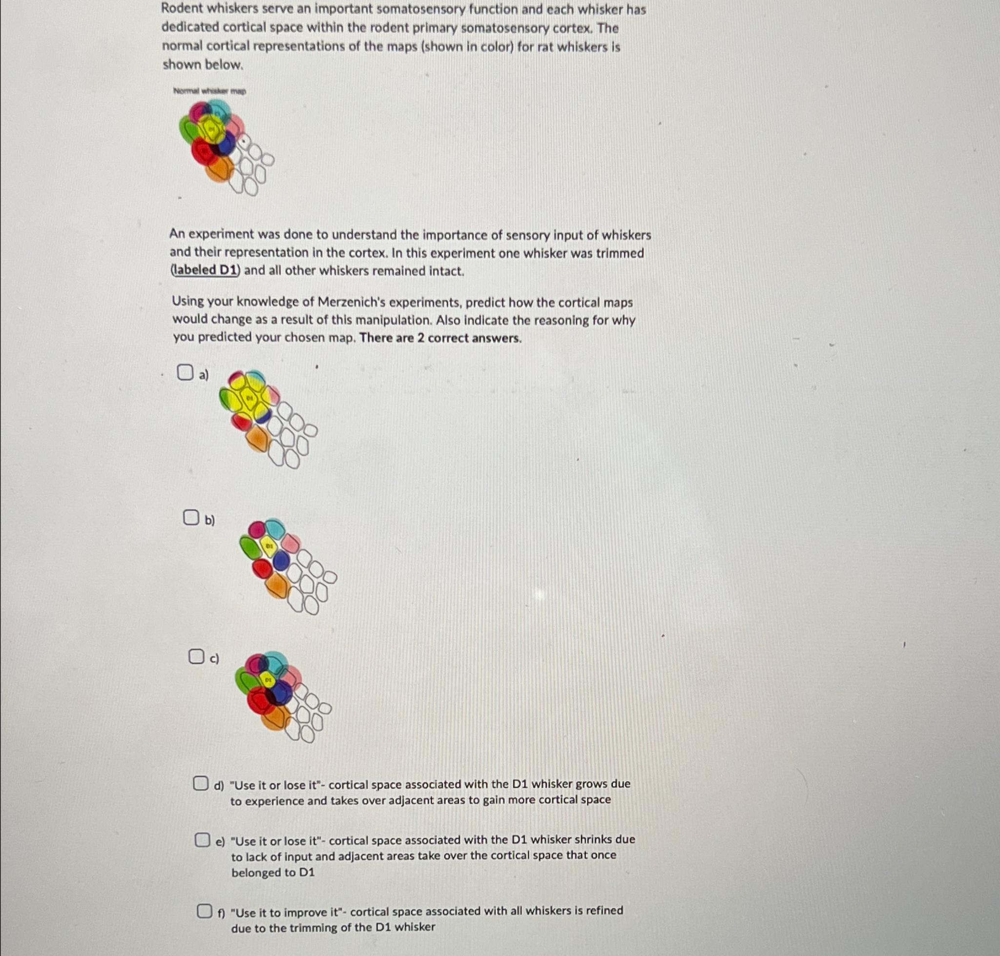 Solved Rodent Whiskers Serve An Important Somatosensory