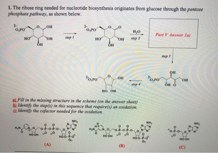 Solved 1. The ribose ring needed for nucleotide biosynthesis | Chegg.com
